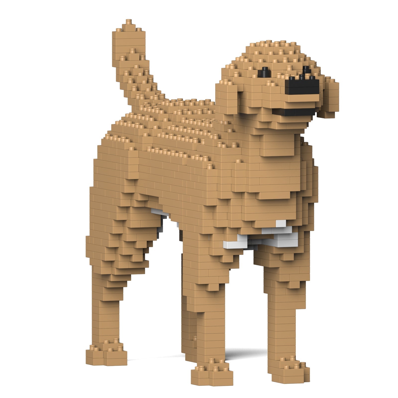 Labrador Retriever – JEKCA France